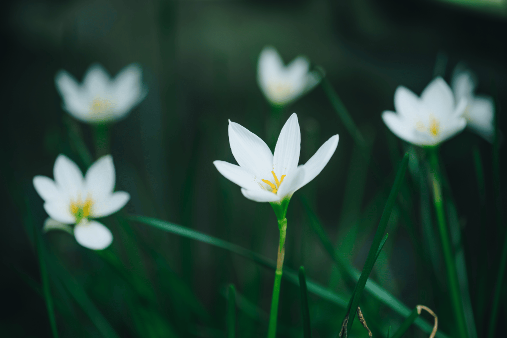 5 Essential Tips for Planting and Growing Flower Bulbs in Your Garden ...